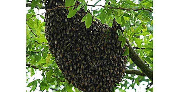 Africanized ‘killer’ honeybees found swarming in Alabama; here’s what ...